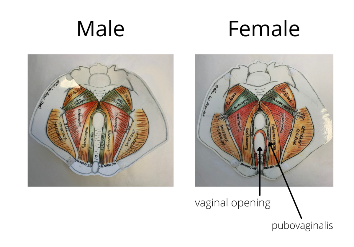 Mens Pelvic Health Markham Pelvic Health 4863